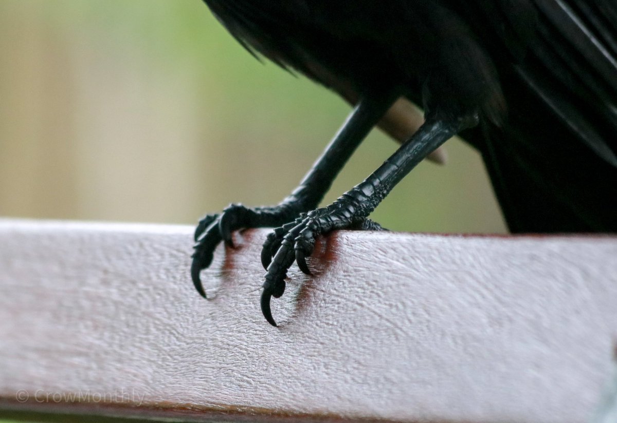 Crow Monthly on Twitter: "Yes, I’m happy that I have crow’s feet."