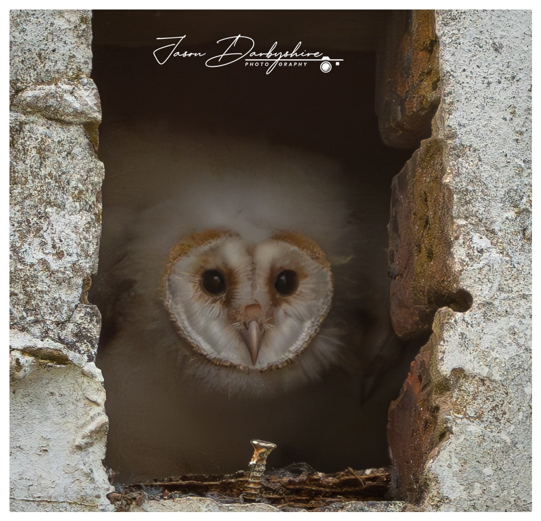 Jason Darbyshire 📸 SonyA7iii 🏴󠁧󠁢󠁥󠁮󠁧󠁿🇬🇧 on Twitter: "Owlet waiting for dad with food https://t.co ...