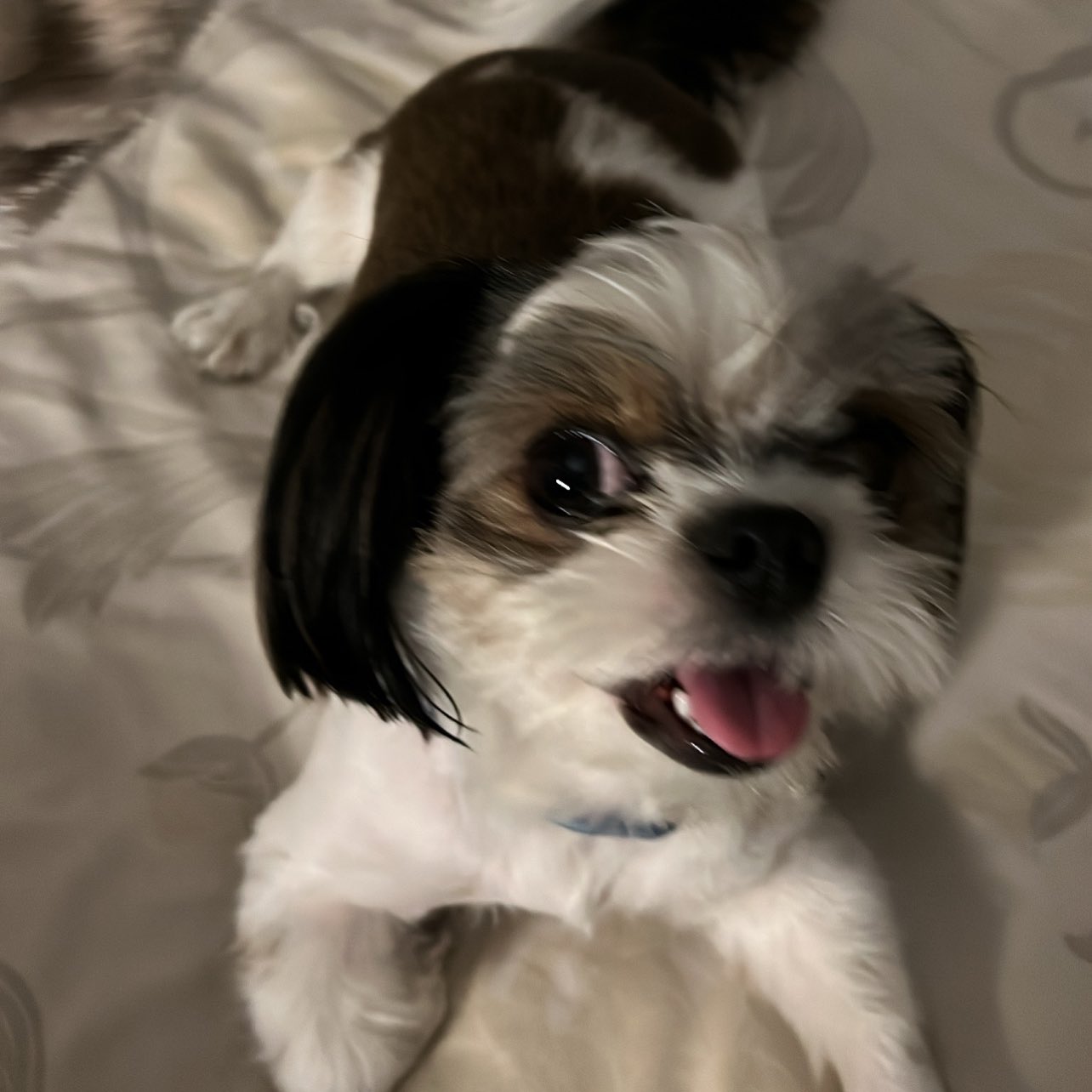 hninghning🎀 on Twitter: "💘🐶 https://t.co/0x4qvZwJSJ" / Twitter