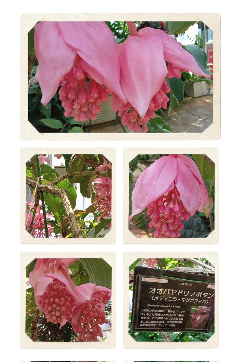 晴女まゆか☀️ On Twitter おはようございます😊 空は曇り☁のち雨☔ 梅雨です☔☔☔ 植物園の大葉宿野牡丹 オオバヤドリノボタン 花言葉は『幸福が富んでくる 親切心』🩷 今日
