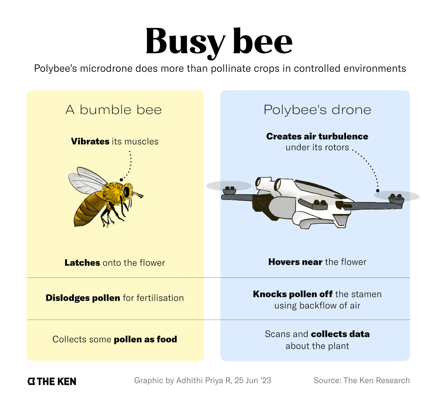 Parthenogenesis In Bees