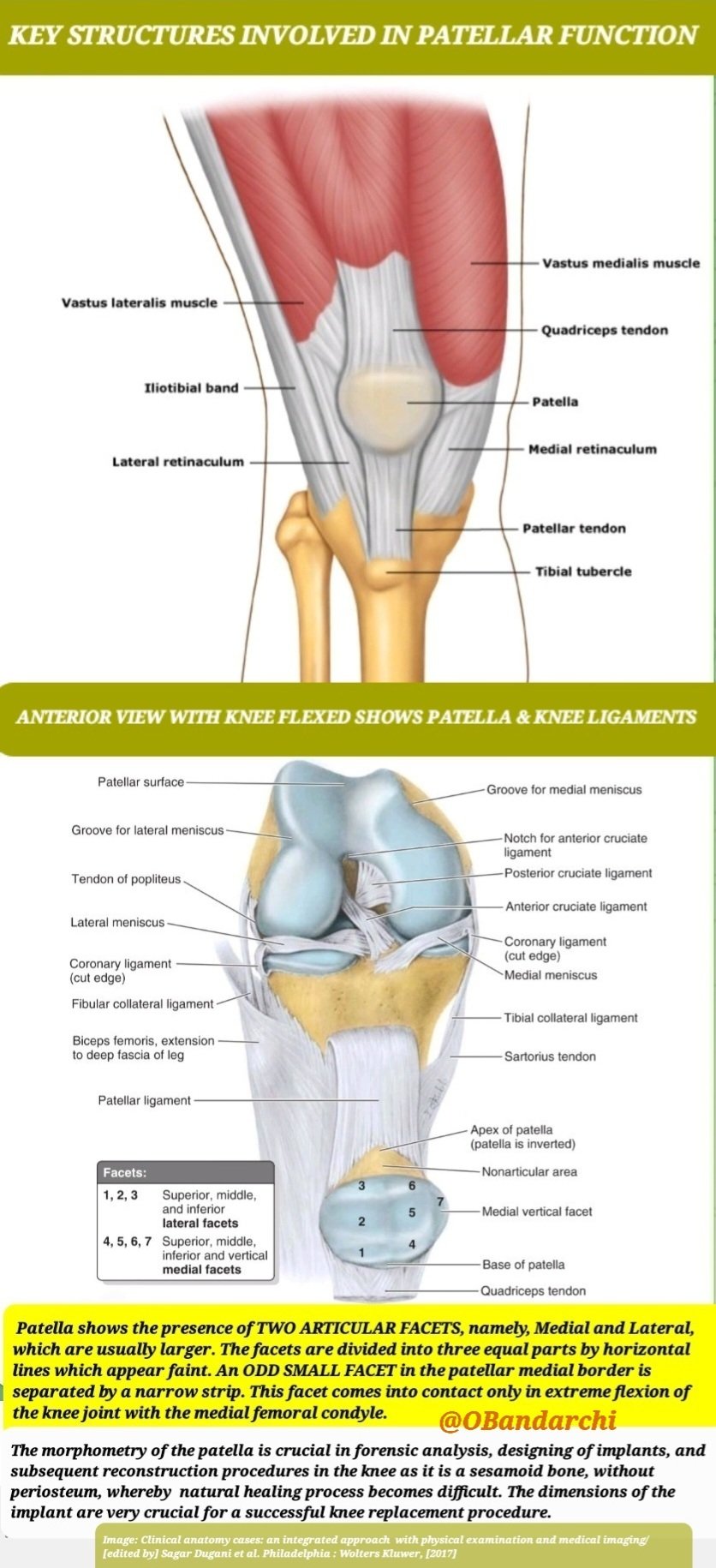 Apex Of Patella