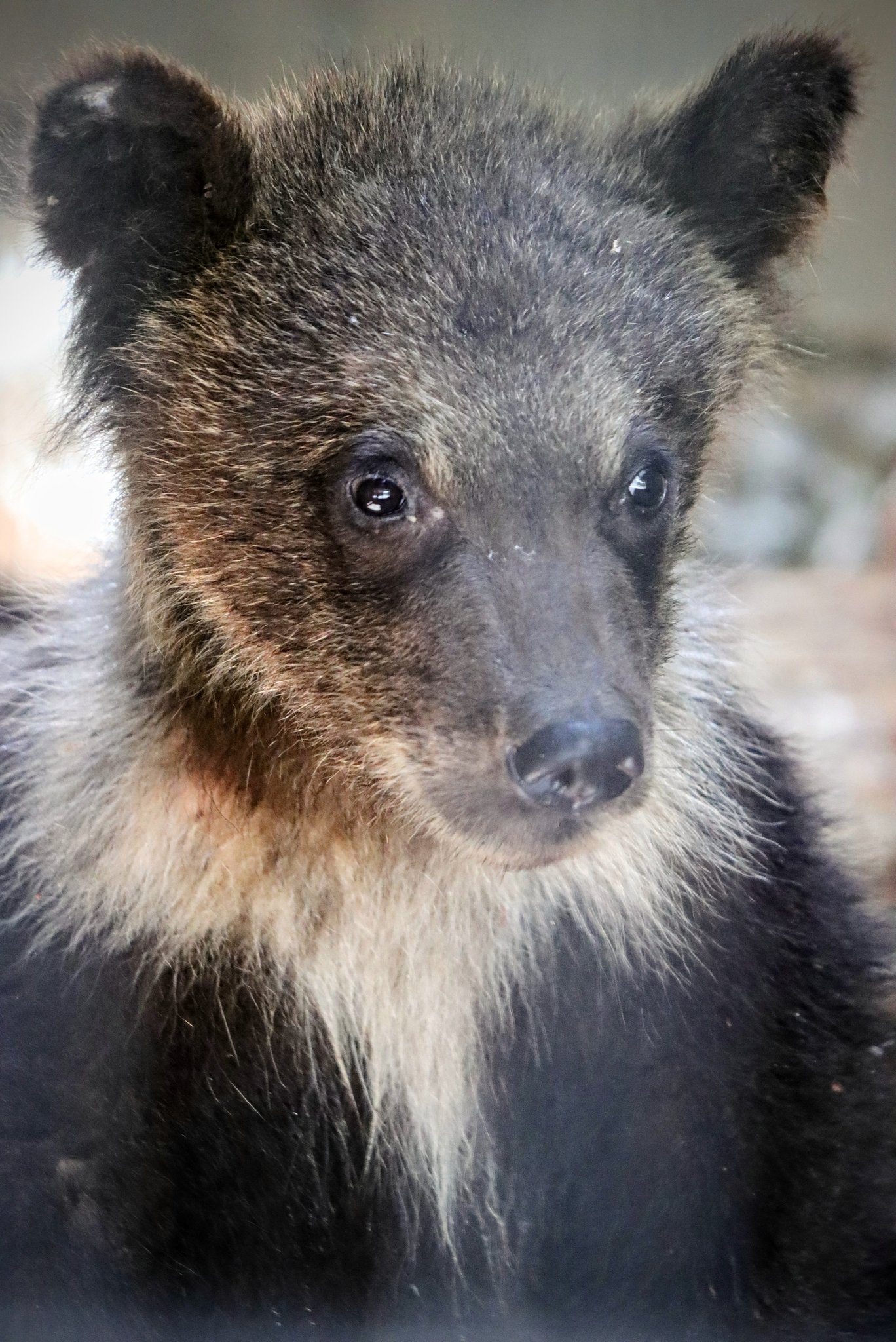 shimauma on Twitter: "ええええええええええええぞひぐま館の屋外サブに子グマ出てきたよ！？！？！？！？！？！？ たまたま担当さんいて、来たばかりの保護個体だと教えてくれまし ...