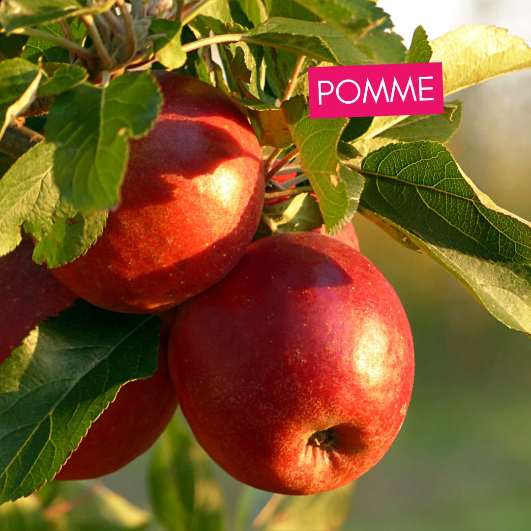 Le Robert on Twitter: "Le saviez-vous ? La pomme est un fruit de saison ...