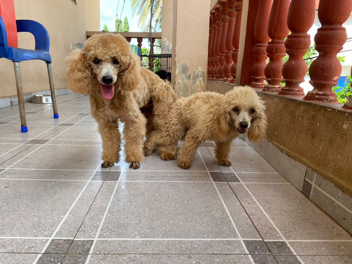 Dr Kramain 🐶 On Twitter Miniature Poodles In All Their Glory Color