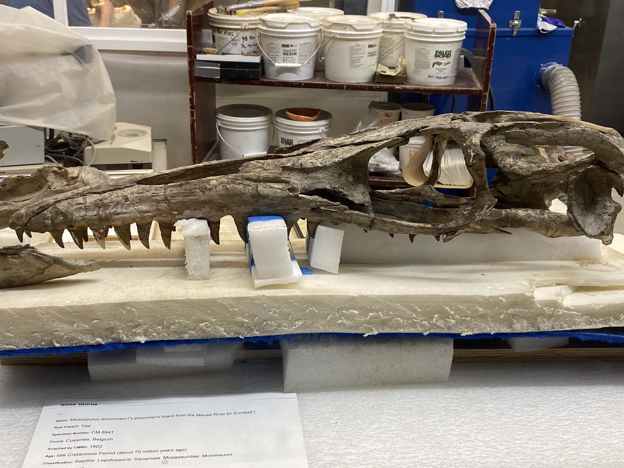 Giant Mosasaurs Skull