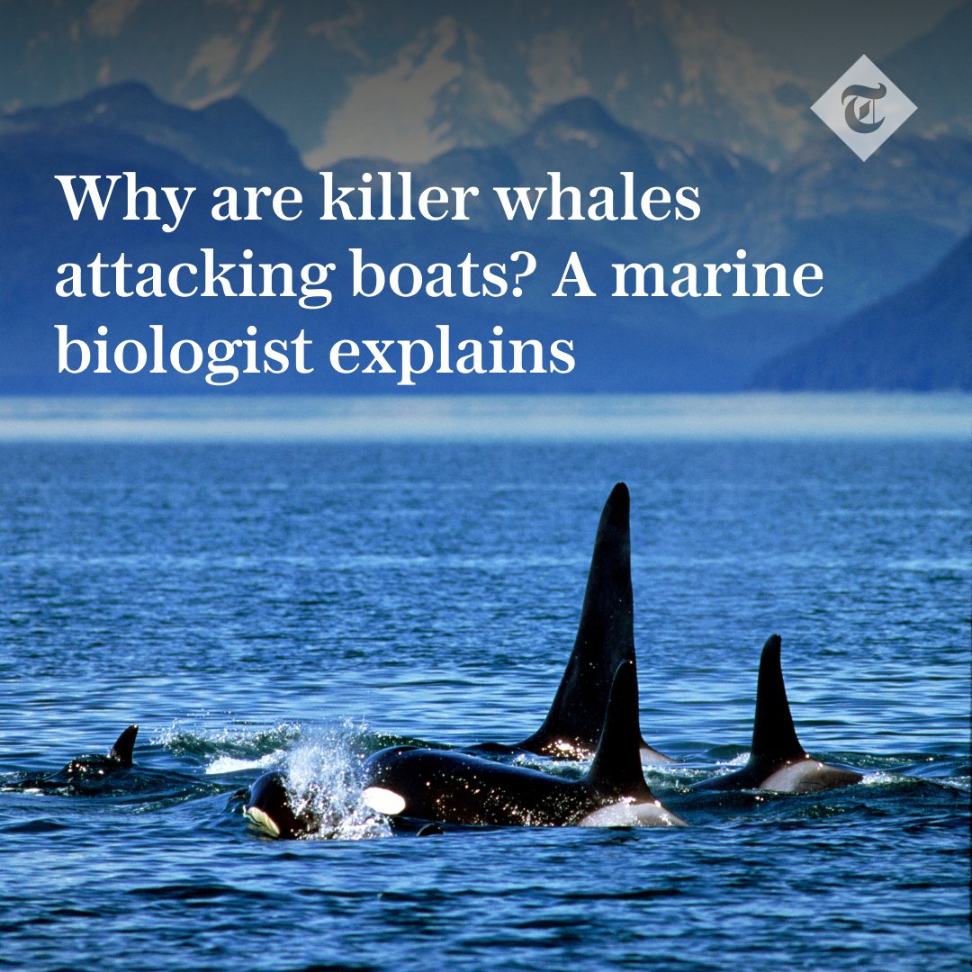Famous Whaling Quotes TOP 5 HUMPBACK WHALES QUOTES | A Z Quotes