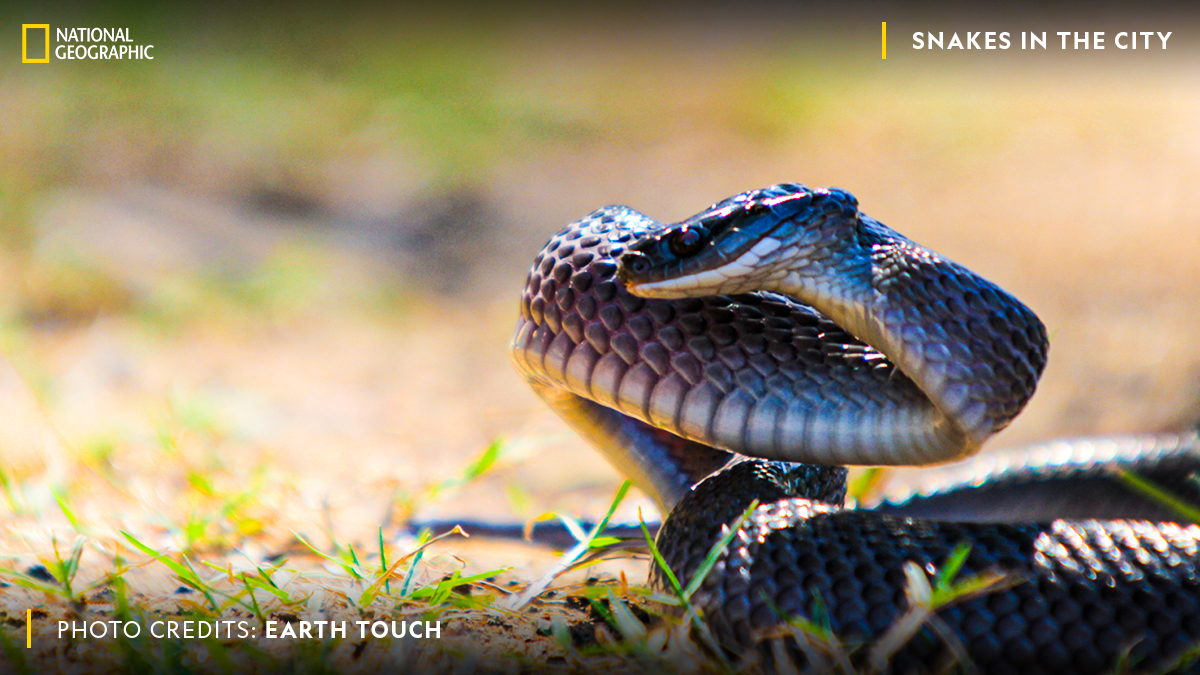 National Geographic Snakes Venomous Snakes Of The Texas Hill Country