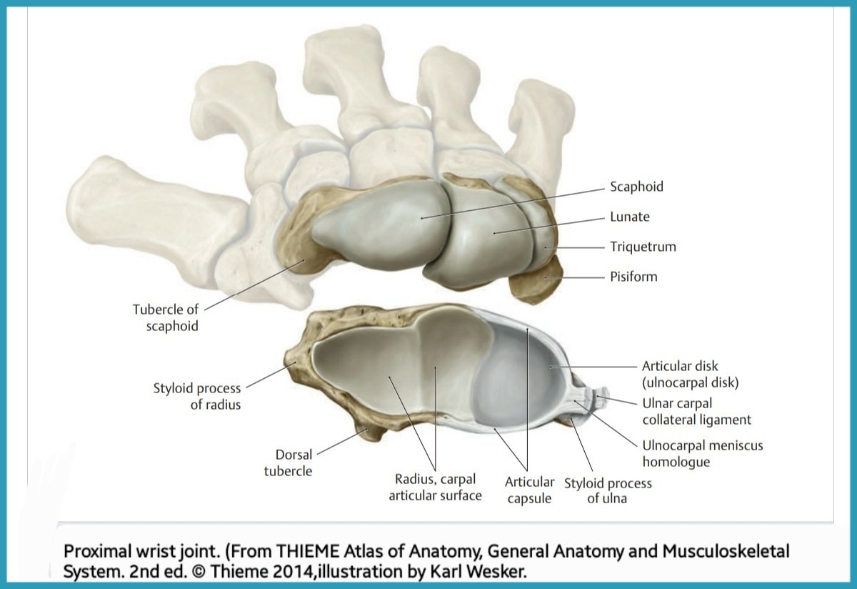 Dorsal Tubercle Of Radius Bone