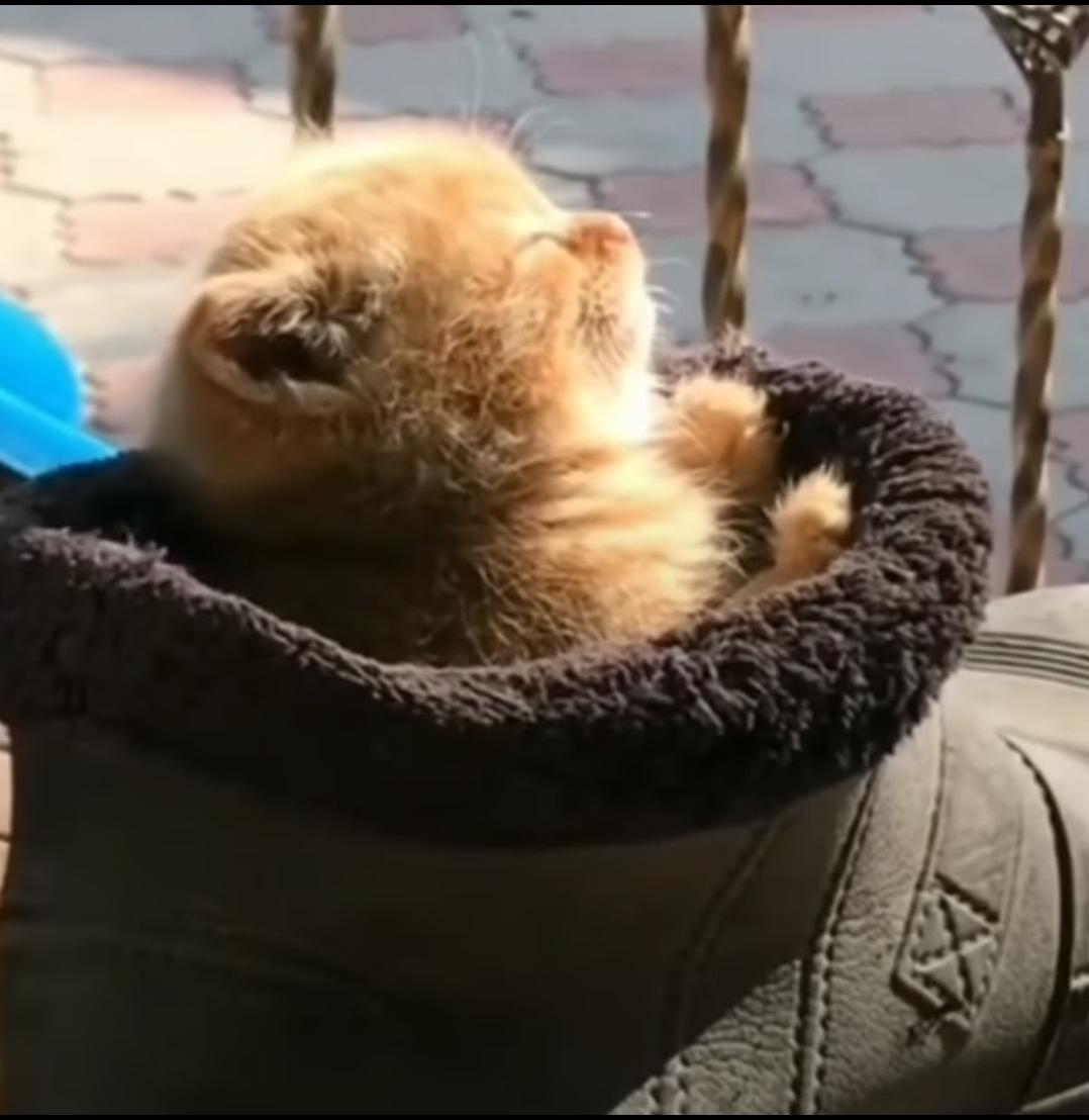 smol silly cat on Twitter: