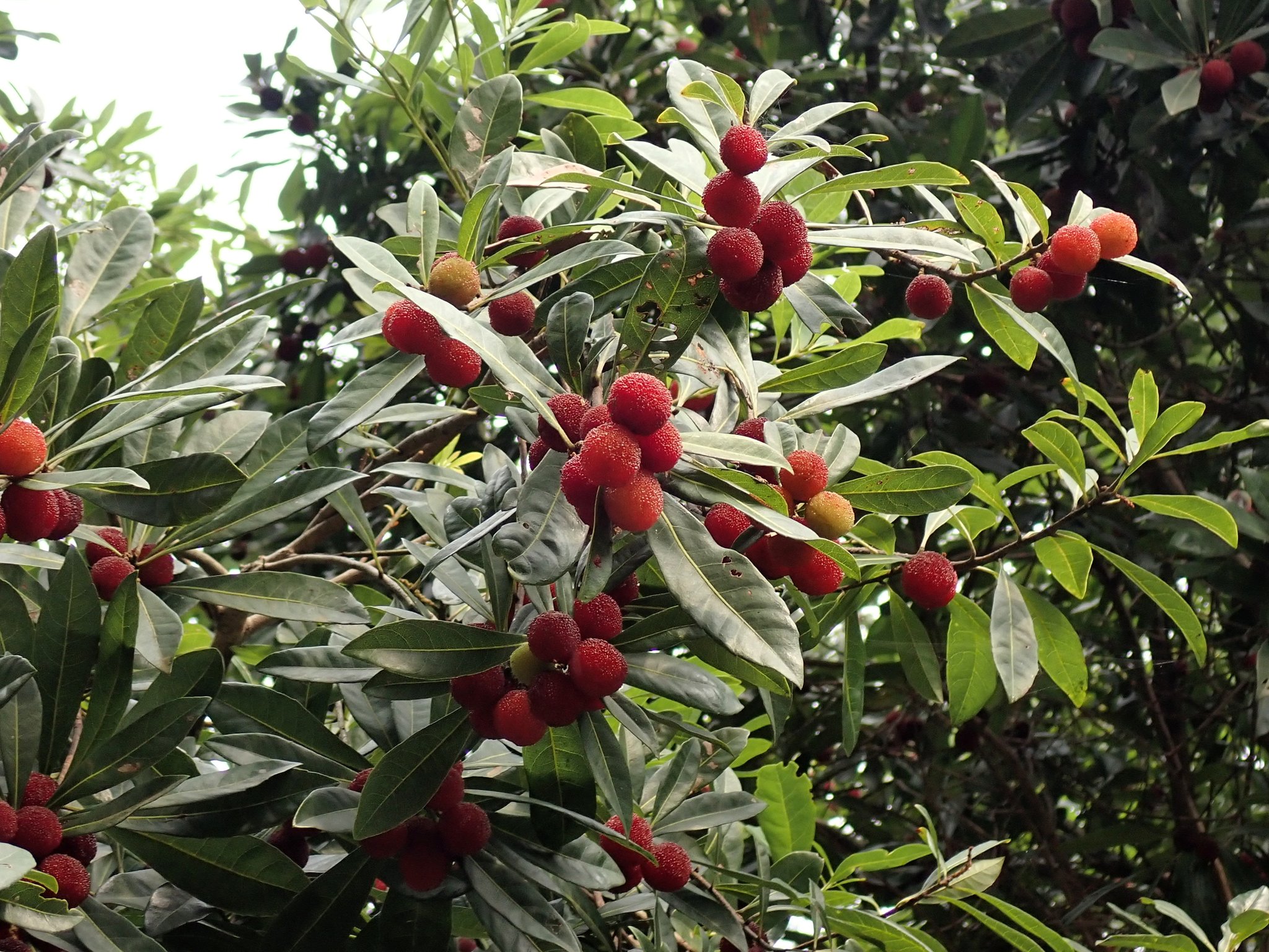 溝ノ口の山オヤジ on Twitter: "#StopWar #ウクライナ #平和 #祈り #川崎 #高津 #裏山 #自然の営み #たちばなの散歩道 #大蓮寺 #ふれあいの森 裏山便り (続き ...