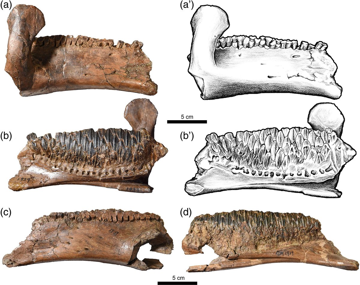 The Anatomical Record on Twitter: "New findings on skull & limb proportions of Gryposaurus ...
