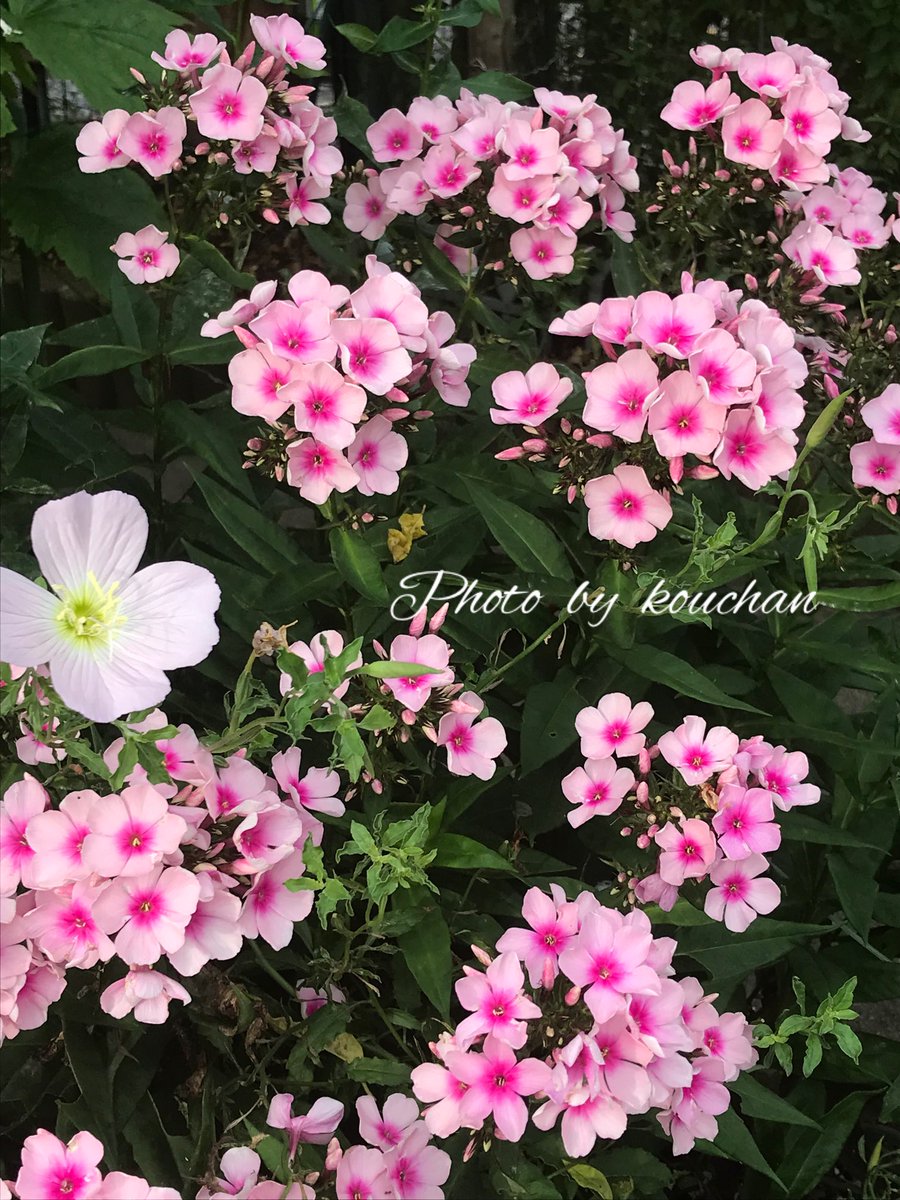 こうちゃん👦🏻です。ただいまぁˊᗜˋ On Twitter おはようございます🌈☔️🐸 🌸水曜日の朝です🌸 今日は雨☔️降り雷雨に注意 ♡いつも、ありがとうございます🙇♀️💦♡♡♡