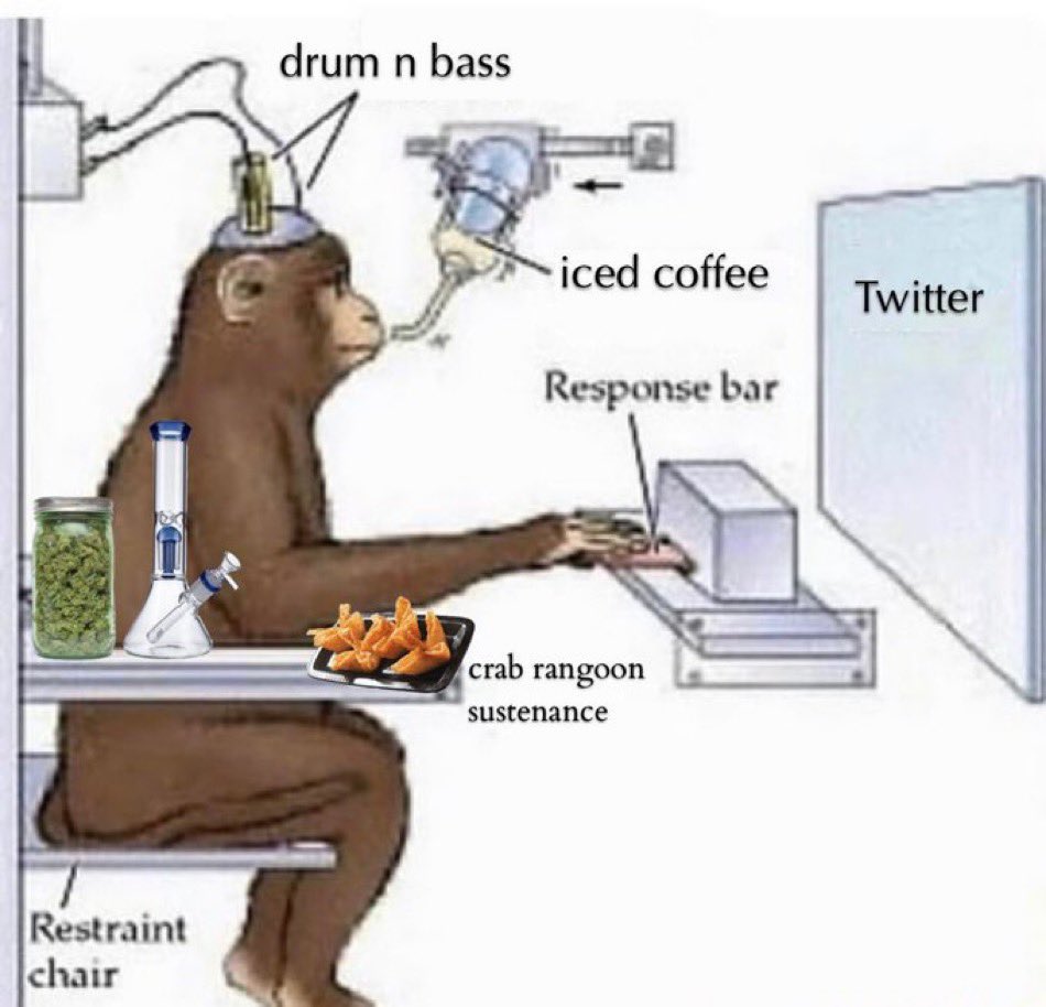 Monkey Computer Meme