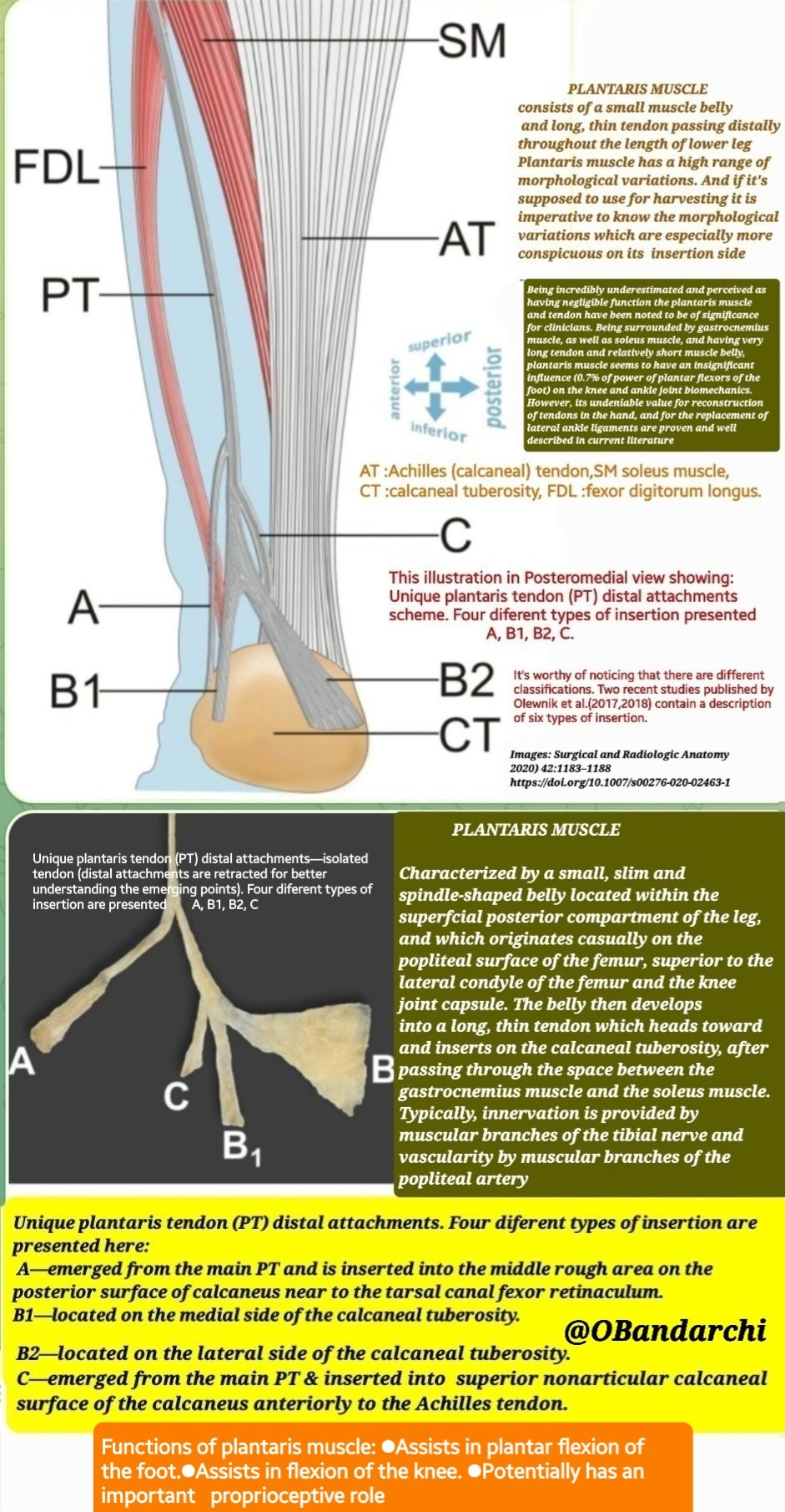 Plantaris Muscle Cadaver