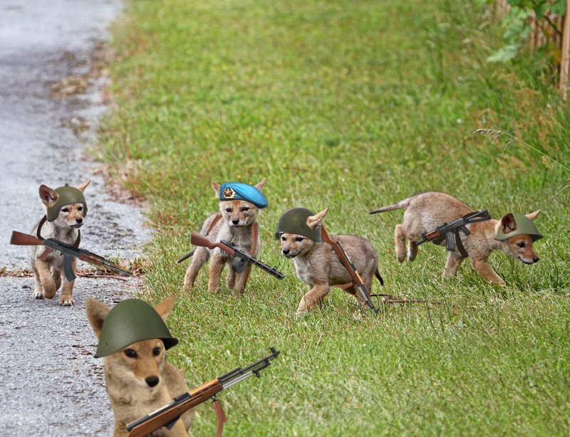 Funny Gun Pictures With Animals