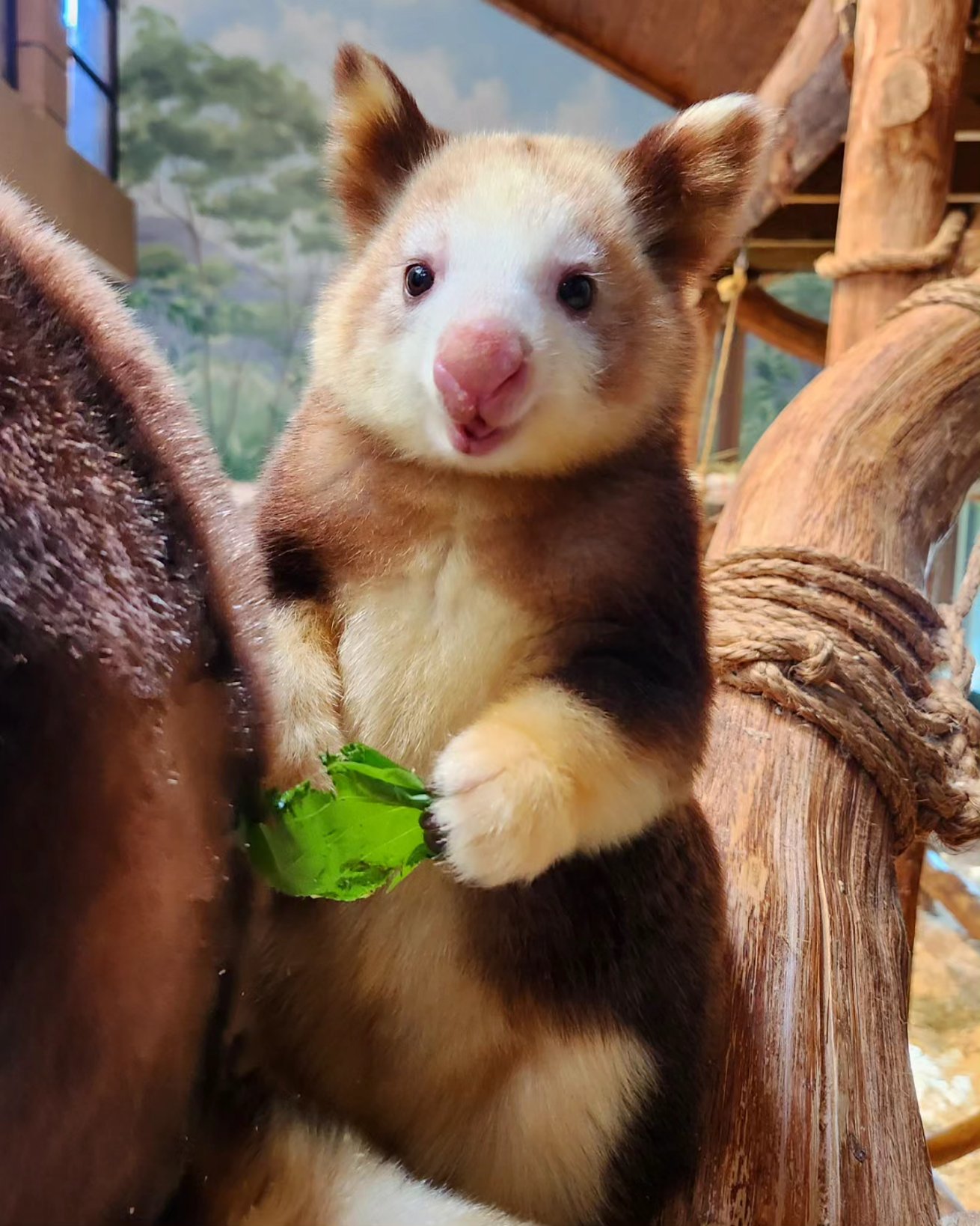 Cute Tree Kangaroos