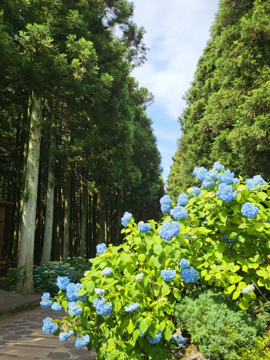 OLT on Twitter: "여러분 제주의 휴양림들에는 숲해설사 분들이 계십니다. 보통 현장접수하니 숲을 의미있게 보시고 싶으시다면 함께 둘러보셔요. 한시간에서 한시간 ...