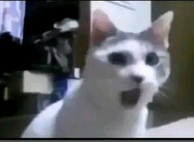 Ohhh Cat Meme