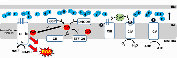 How a cheap clothing dye can turbocharge your energy production ...