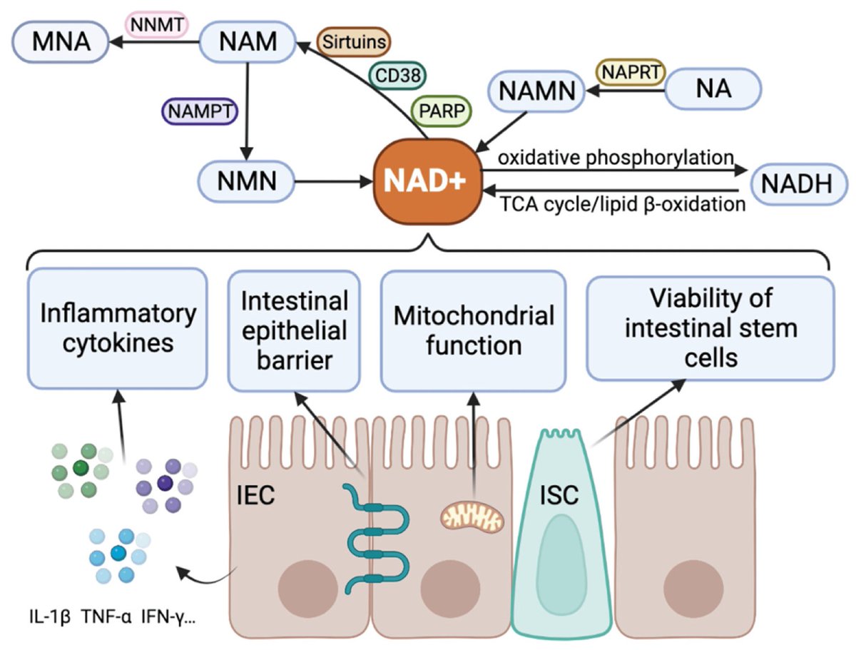 🥼Agingdoc1⭐MD, PhD 🔔 on Twitter: "NAD+ Metabolism and Immune Regulation: New Approaches to ...