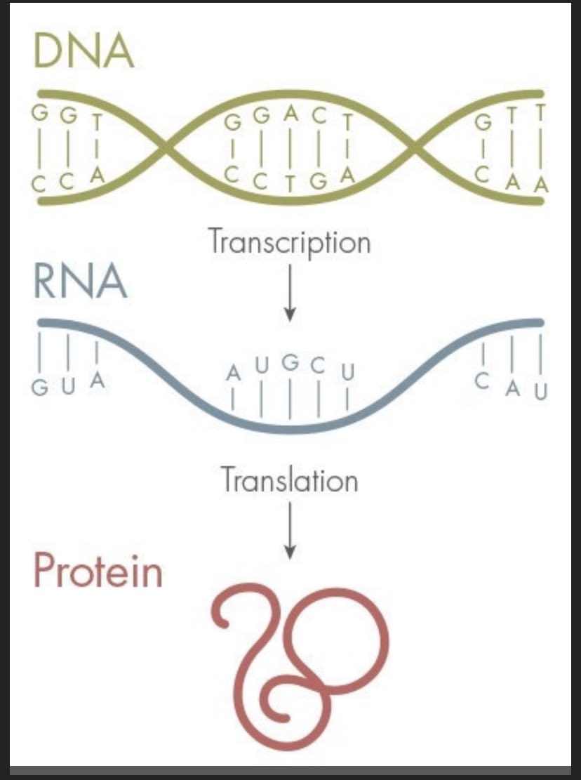 - compiling some tweets dealing with various tidbits on DNA 🧬 - Thread from JenOakie42🐢🌪🐇 ...
