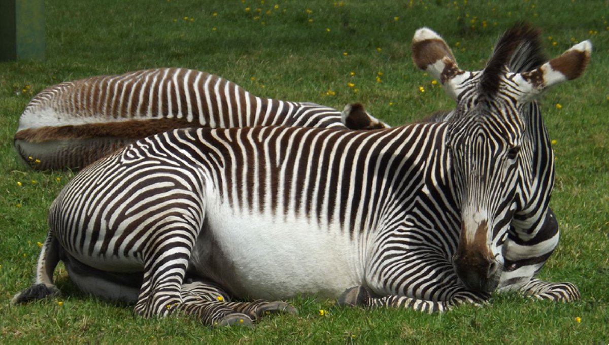 Darren Naish on Twitter: "In 1882, European scientists realised that a kind of #zebra familiar ...