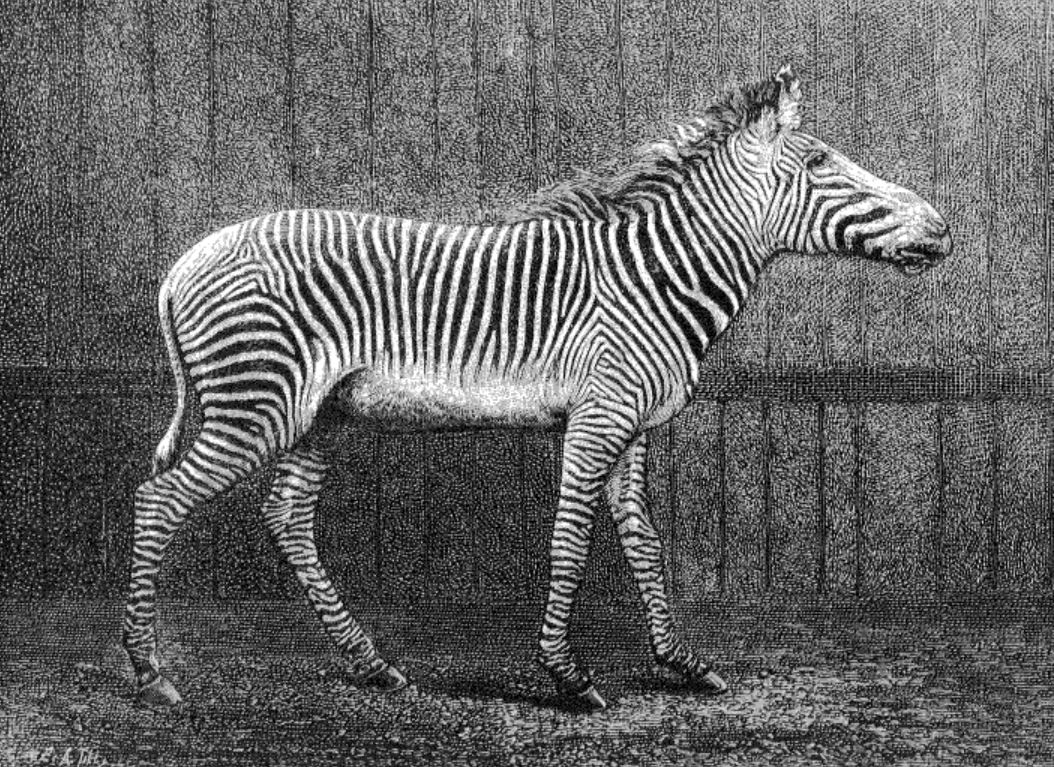 Darren Naish on Twitter: "In 1882, European scientists realised that a kind of #zebra familiar ...