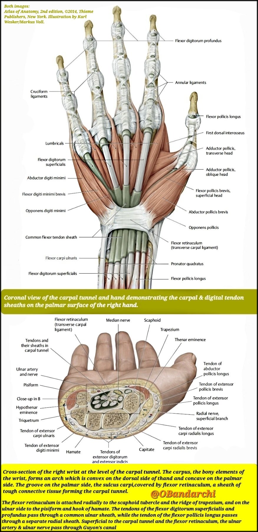 Transverse Carpal Ligament