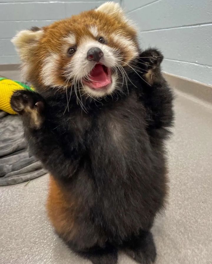 Average red panda lover on Twitter: "#RedPandaPerfection 🐼 ️ Strike a pose and prepare for ...