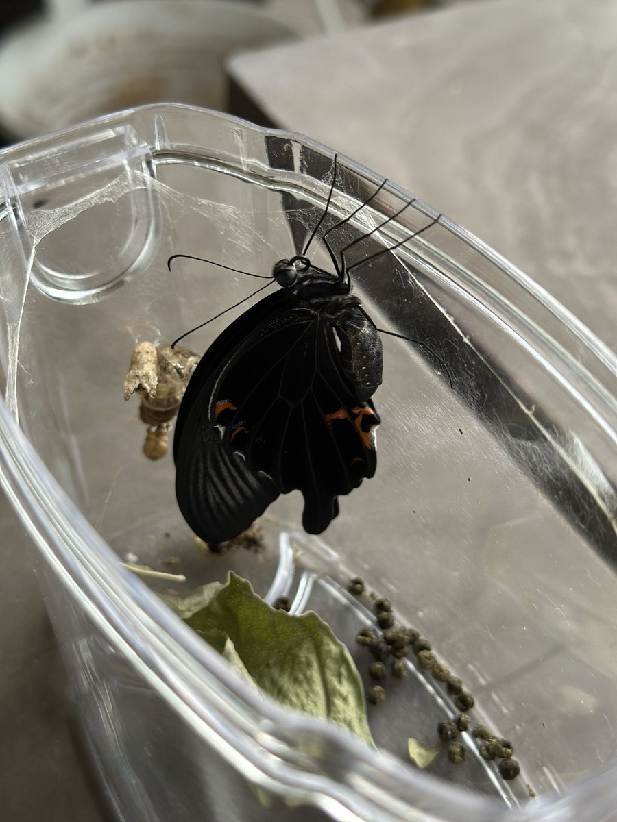 村上アシシ(@4JPN) - Twilog