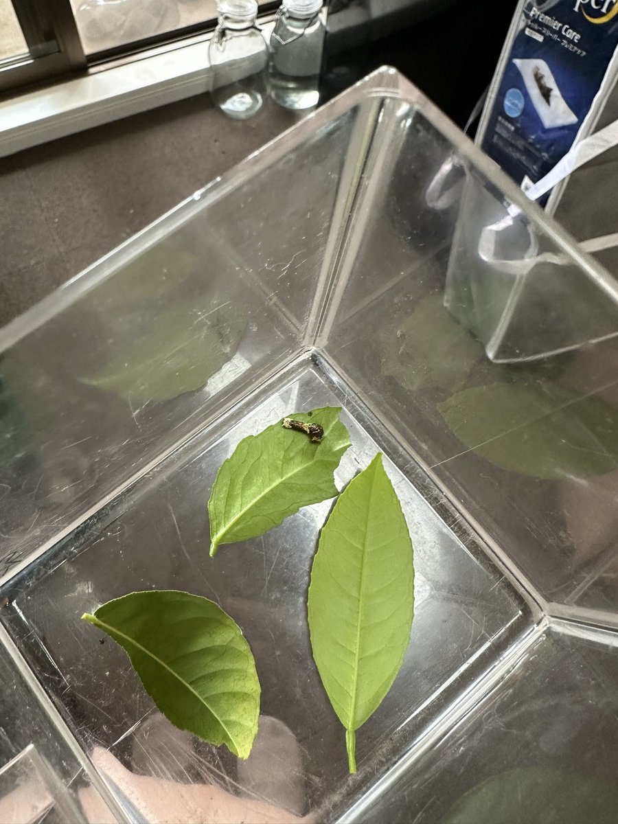 村上アシシ(@4JPN) - Twilog