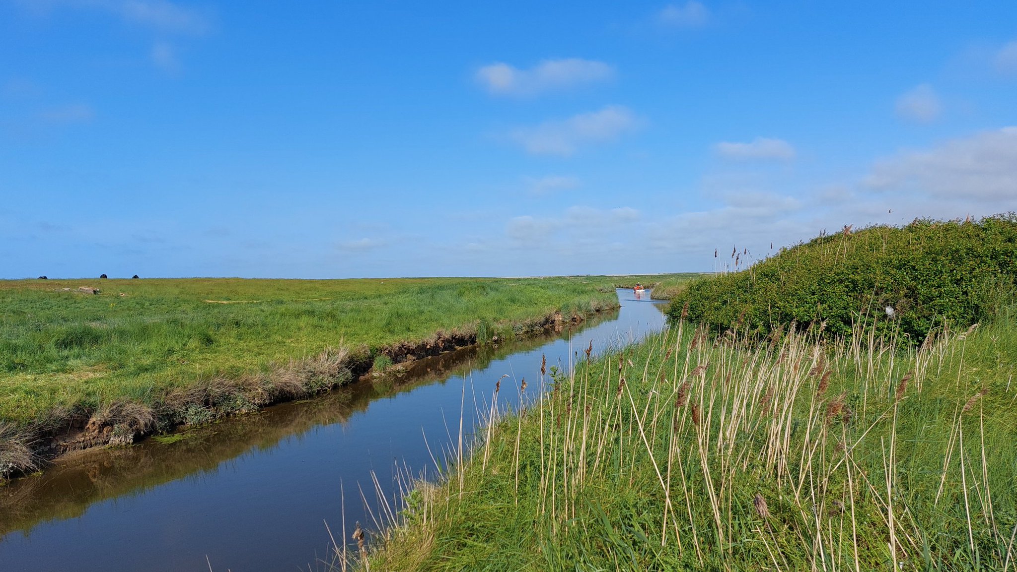 UCL Pond Restoration on Twitter: "1/5: Coastal marshes #eel survey, N. Norfolk 2023. A few weeks ...
