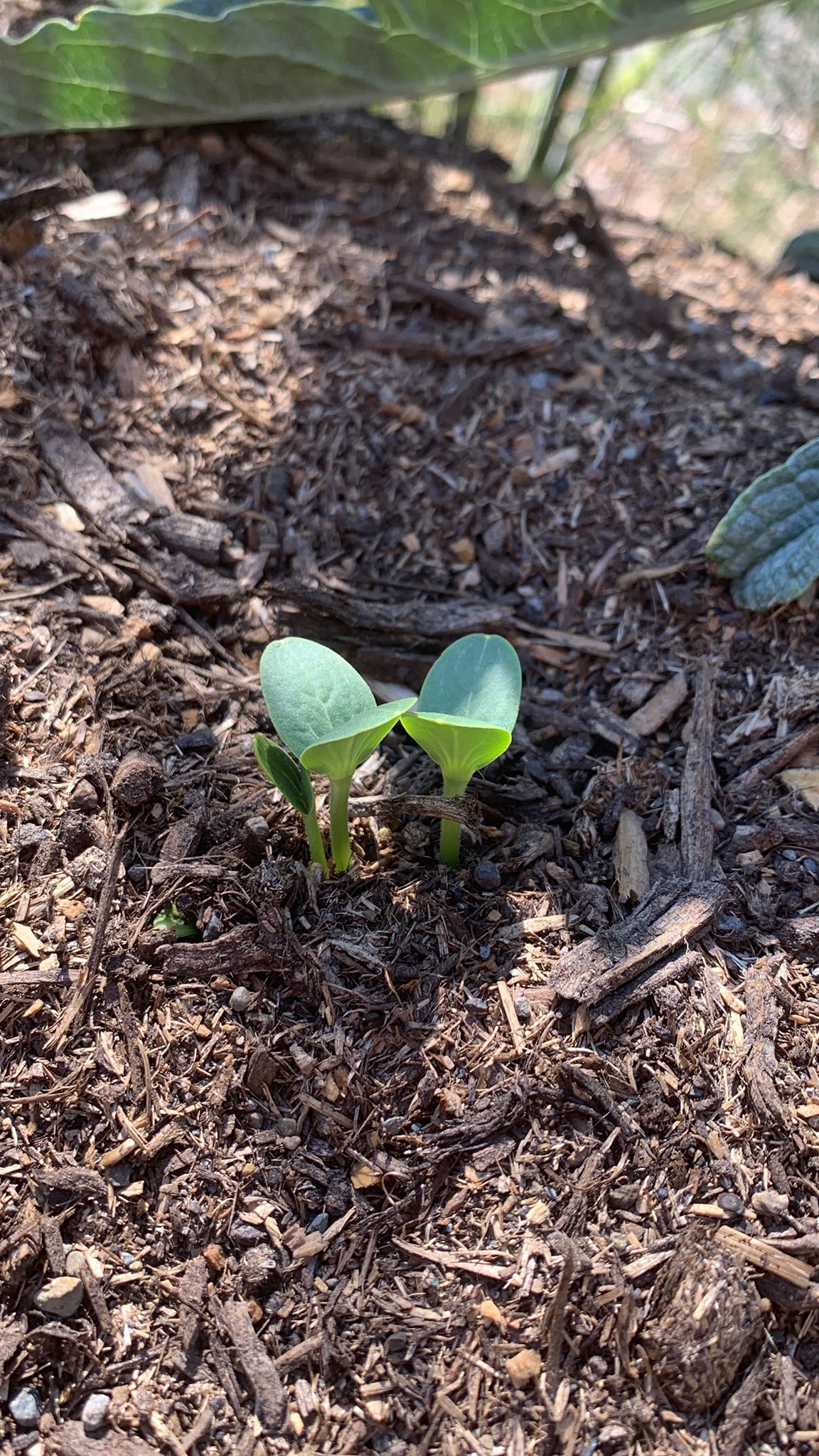 Watermelon Sprouts