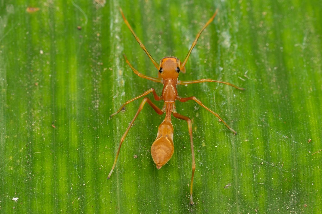 🪲♡buglover hub♡🪲 on Twitter: "Red Weaver Ant-mimicking Spider ( Myrmaplata plataleoides) - rvp ...