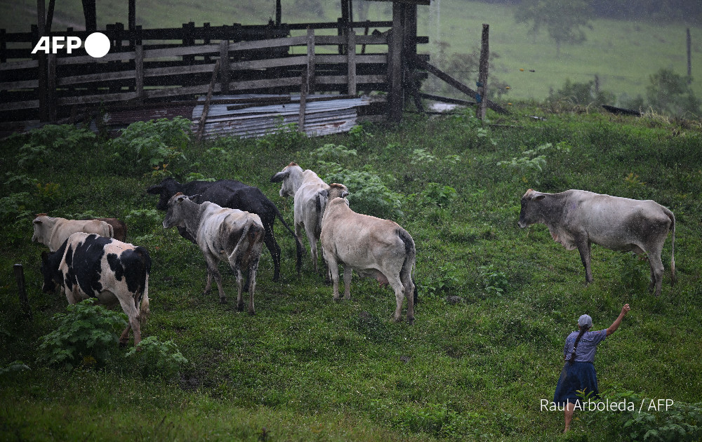Cattle Ranchers Amazon