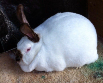 What should you know if you want to start a rabbit farming business? # ...