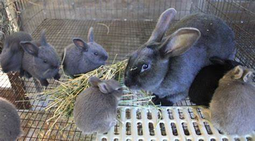 What should you know if you want to start a rabbit farming business? # ...