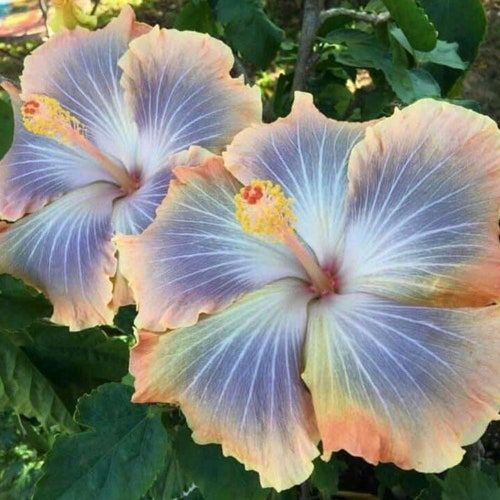 Dolce on Twitter: "Miffy waffles by fumi_mogu_mogu https://t.co/3V1FRC3JK4" / Twitter