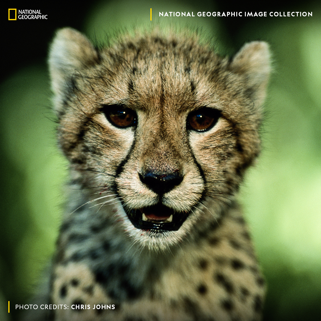 African Cheetah Face