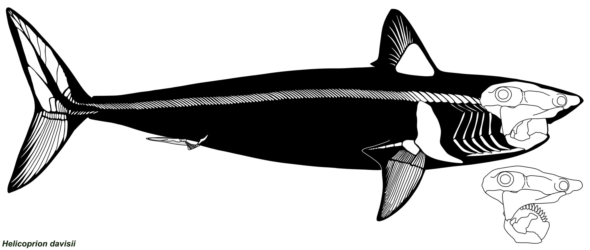 Helicoprion Skeleton