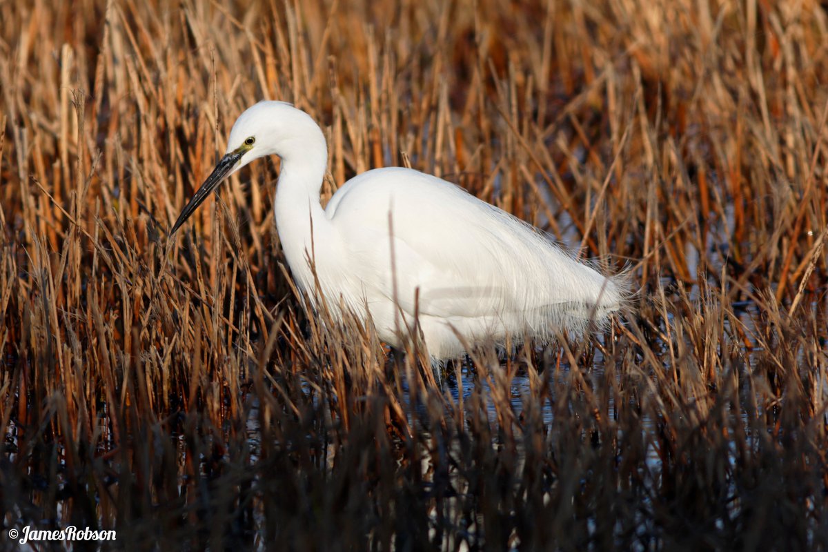 James Robson @jr_studio X Profile | Muskviewer