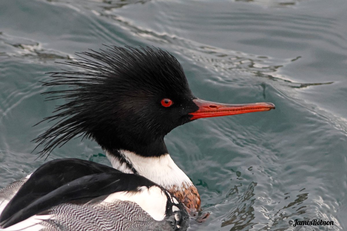 James Robson @jr_studio X Profile | Muskviewer