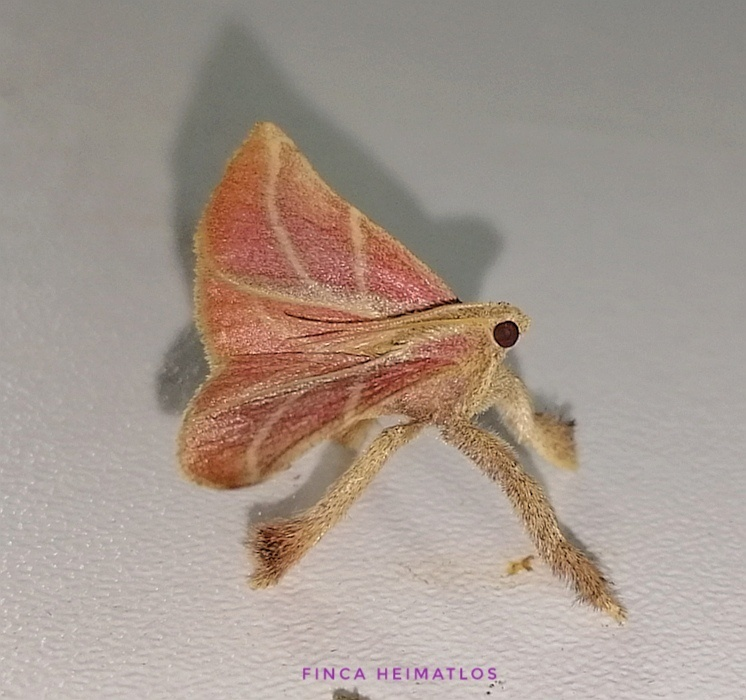 The pachypodistes goeldii, a moth that is apart of a subfamily of moths ...