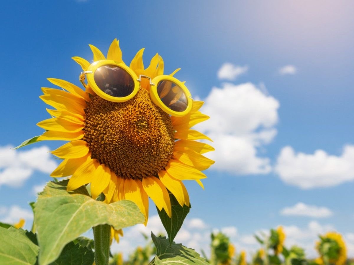 We Need Sunlight - Humanity Get Off Your Knees! ☀️ Let’s Build a Global ...