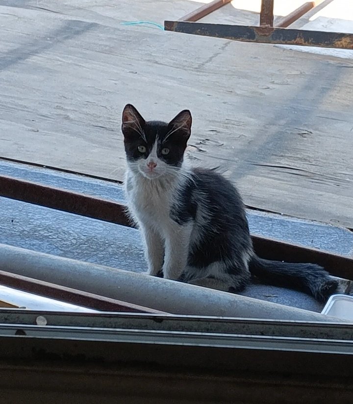 Este gatito vive con su madre cerca de mi casa, pero la mayoría del ...