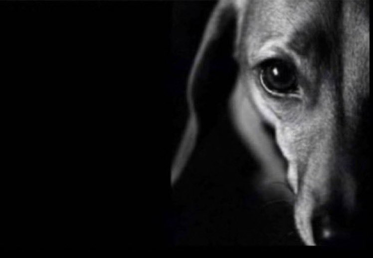 pelium weasley @designerddrugs X Profile | Muskviewer