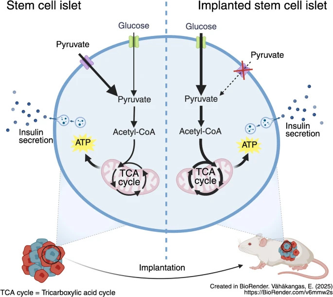 New EASD-ADA consensus guidelines on managing hyperglycaemia in type 2 ...