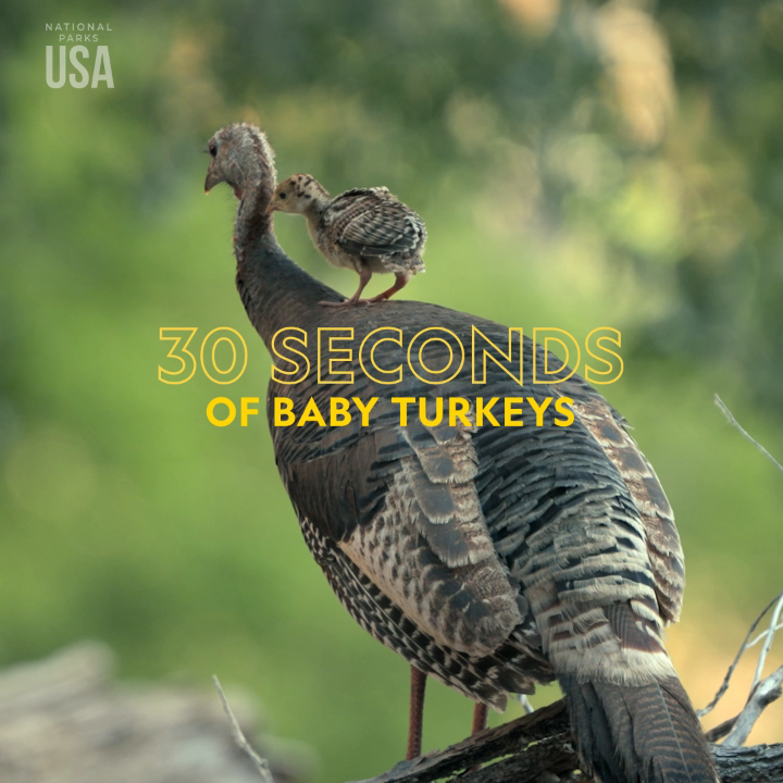 Baby Wild Turkeys