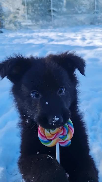 spookdog (@spookpuppy) / Posts / X